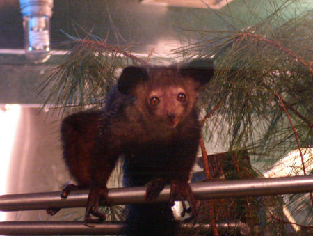 The Aye-Aye: A Weird Wanderer's Spirit Animal