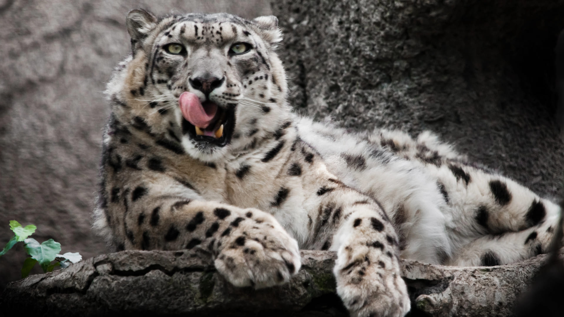Chasing Shadows - Snow Leopards in the Altai Mountains